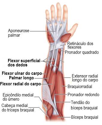 Músculo Flexor Superficial dos Dedos | Saúde - Cultura Mix