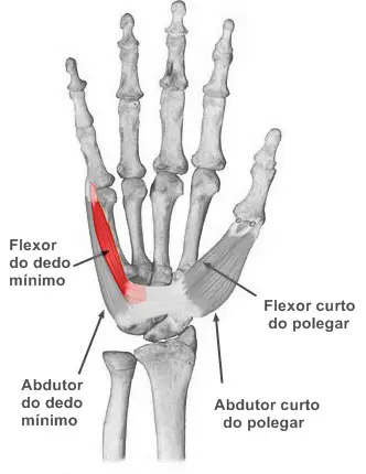 Músculo Flexor Superficial dos Dedos | Saúde - Cultura Mix